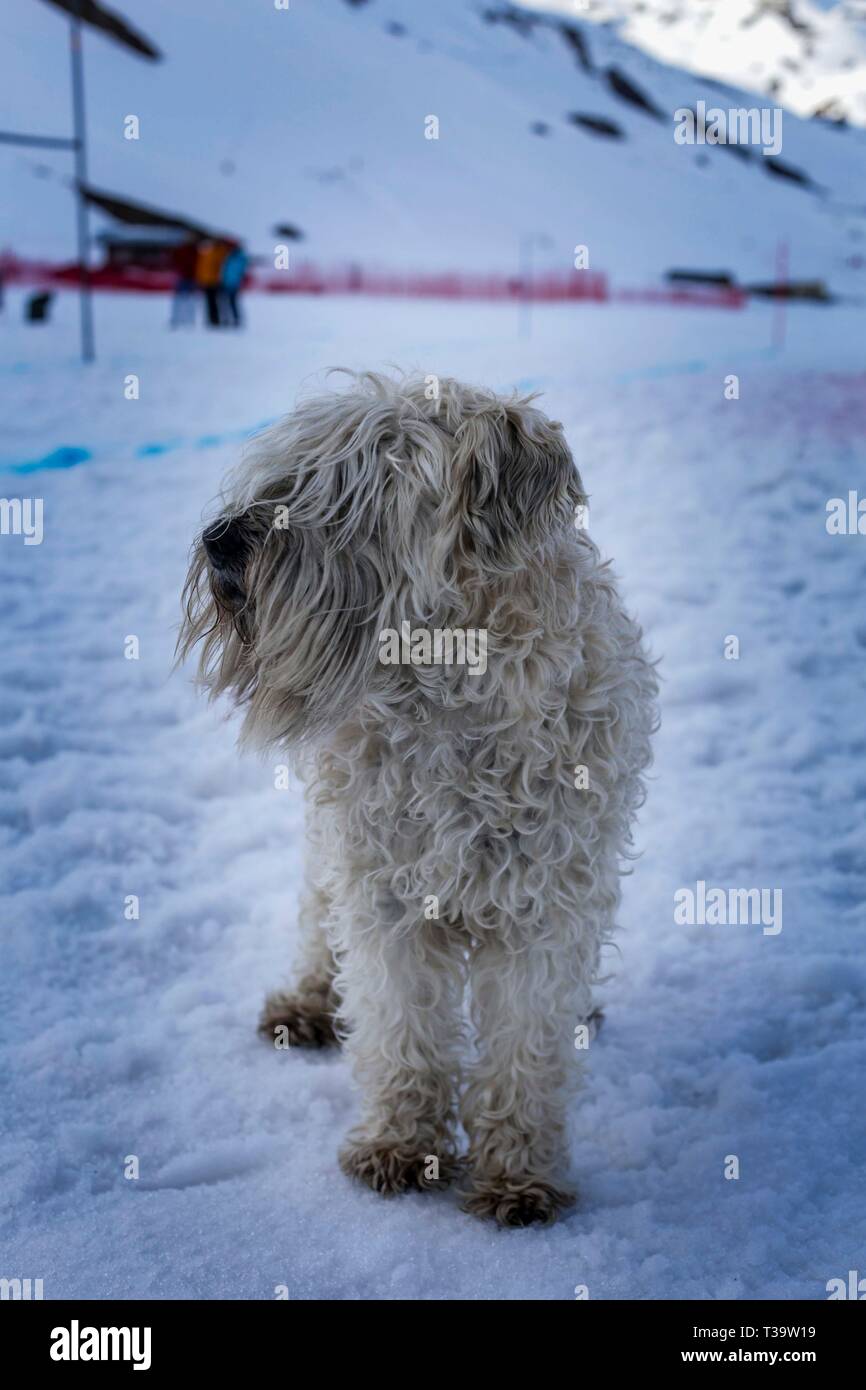 Labradoodle in snow, Tignes, France Stock Photo - Alamy