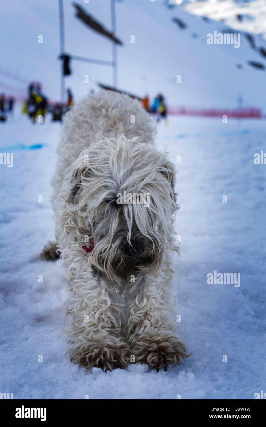 Curly haired labradoodle dog hi-res stock photography and images - Alamy