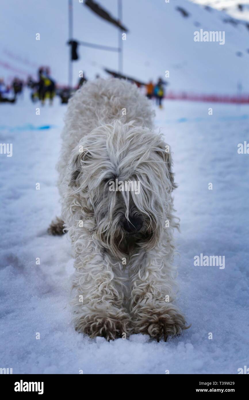 Labradoodle in snow, Tignes, France Stock Photo - Alamy