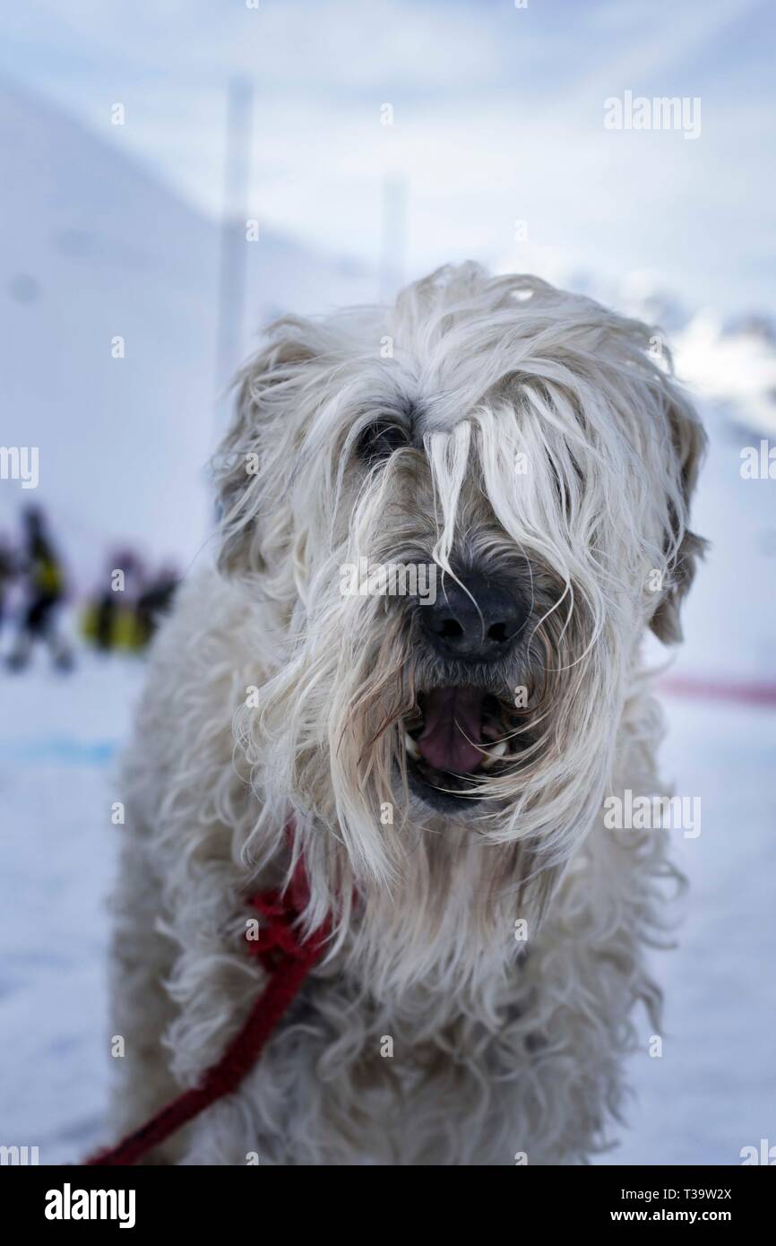 Labradoodle in snow, Tignes, France Stock Photo - Alamy
