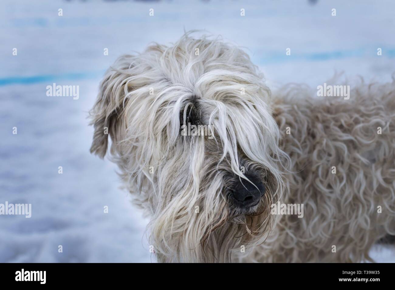 Labradoodle in snow, Tignes, France Stock Photo - Alamy