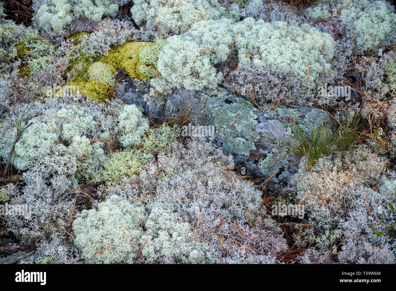 Canadian shield hi-res stock photography and images - Alamy