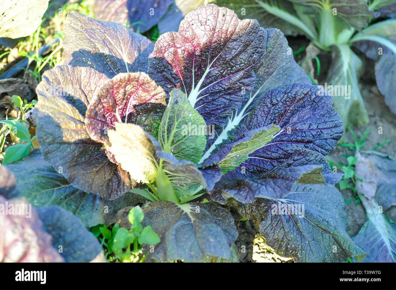 Mustard red giant plant hi-res stock photography and images - Alamy