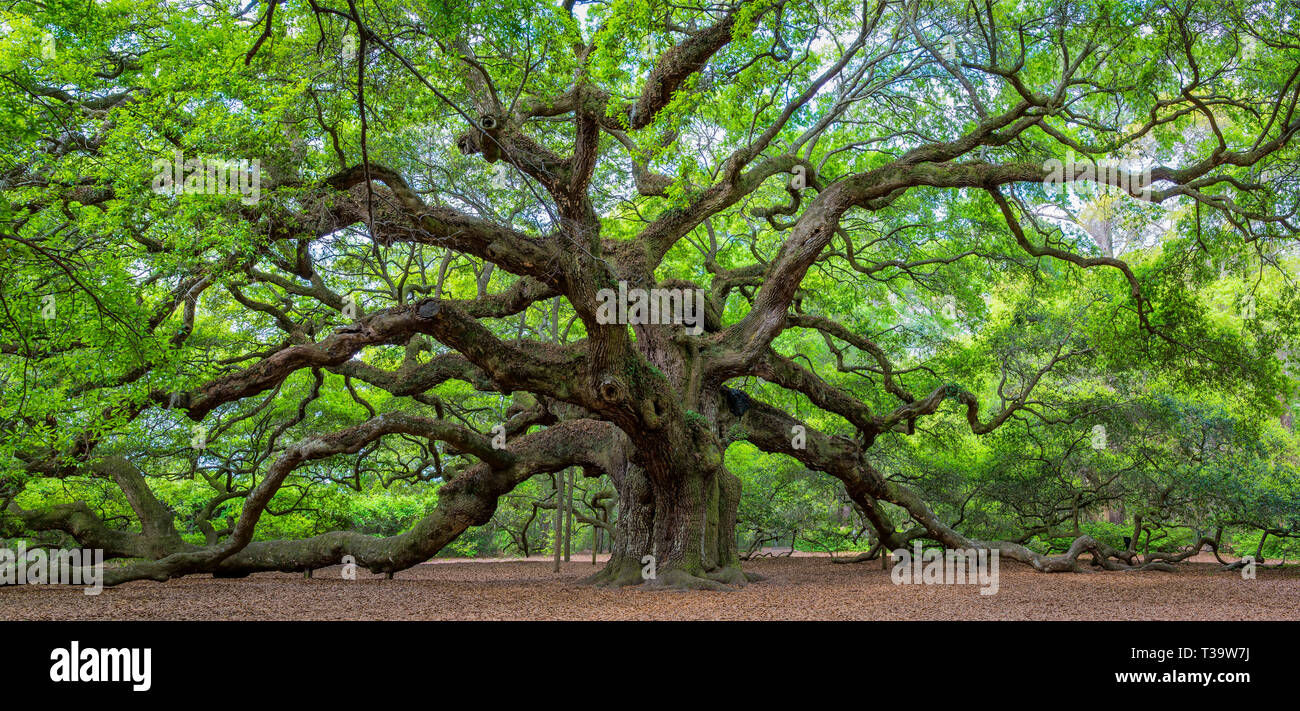 The famous Angel Oak, located in its own park on John's Island outside ...