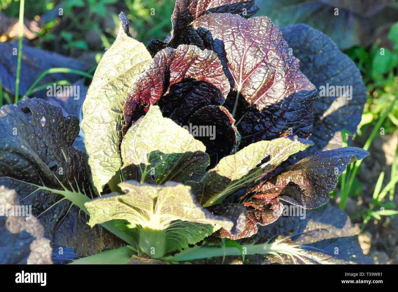 Mustard Red Giant, Mustard Green or Giant Red Mustard leave Stock Photo ...