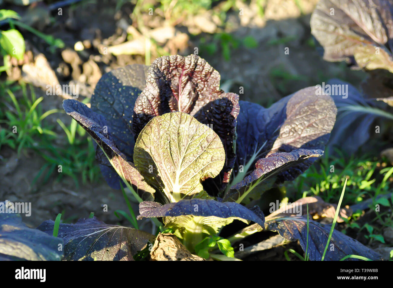 Mustard Red Giant, Mustard Green or Giant Red Mustard leave Stock Photo ...