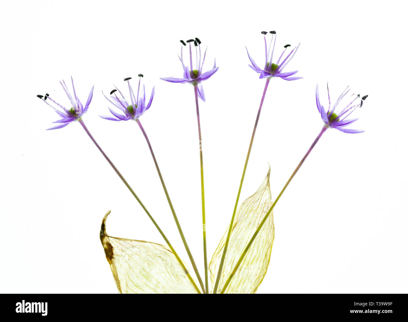 Individual flowers hi-res stock photography and images - Alamy