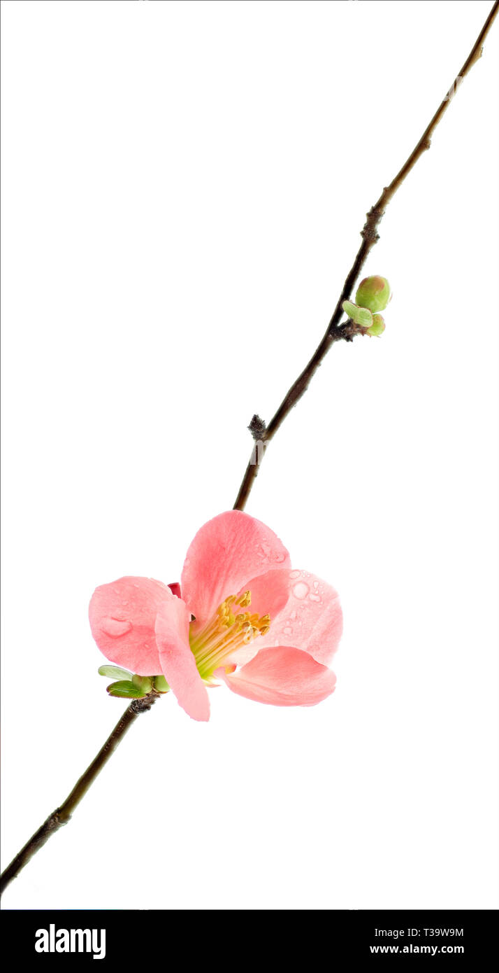 Flowering quince blossom and flower bud Stock Photo - Alamy