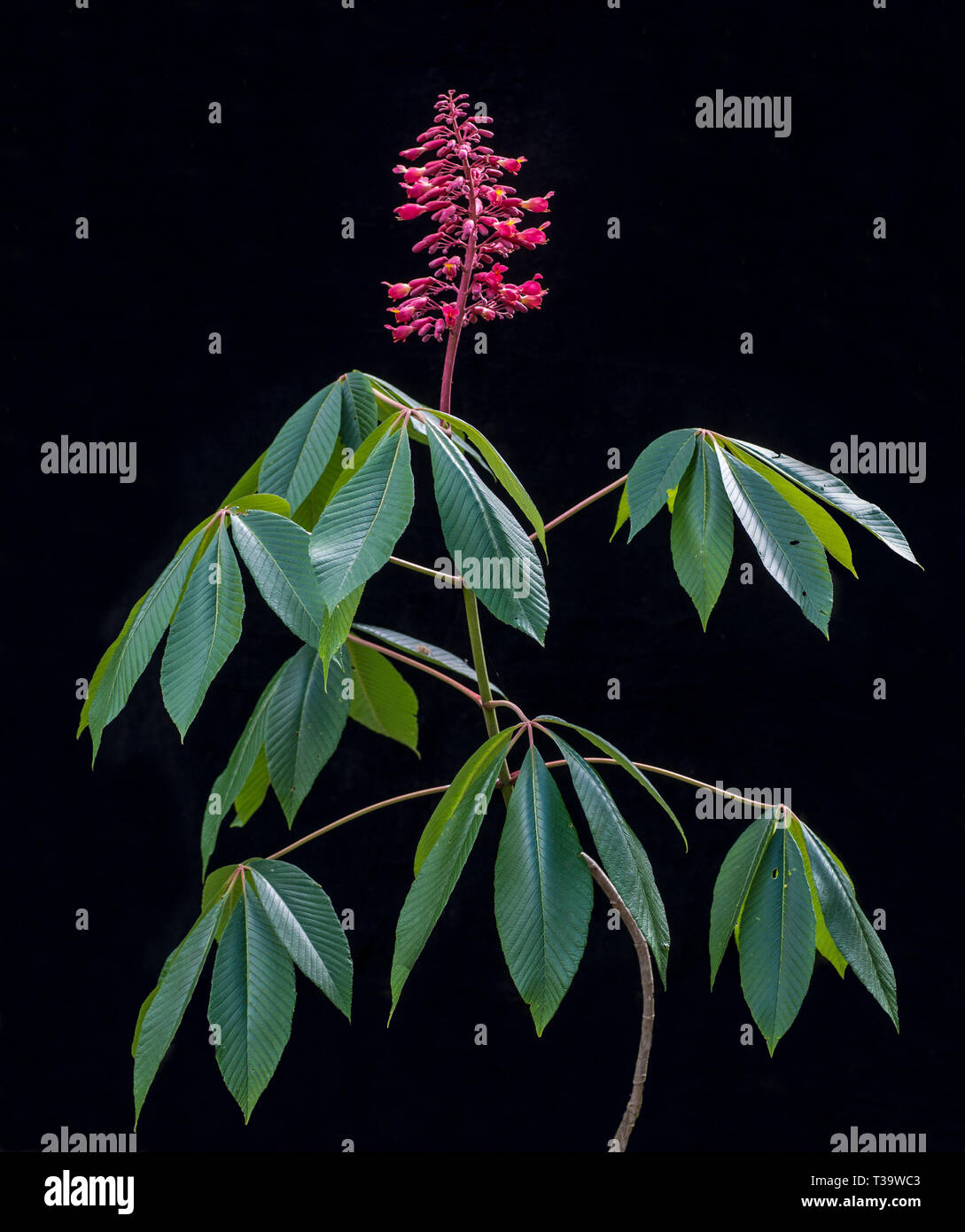 Mexican Buckeye Tree