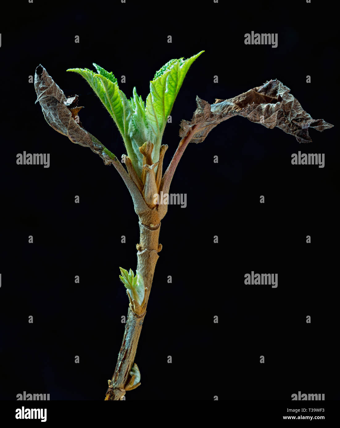 Oakleaf hydrangea (Hydrangea quercifolia) branch in early April in ...