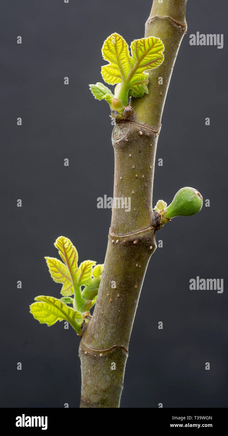 Leaves and fruit sprouting from branch of brown turkey fig (Ficus ...