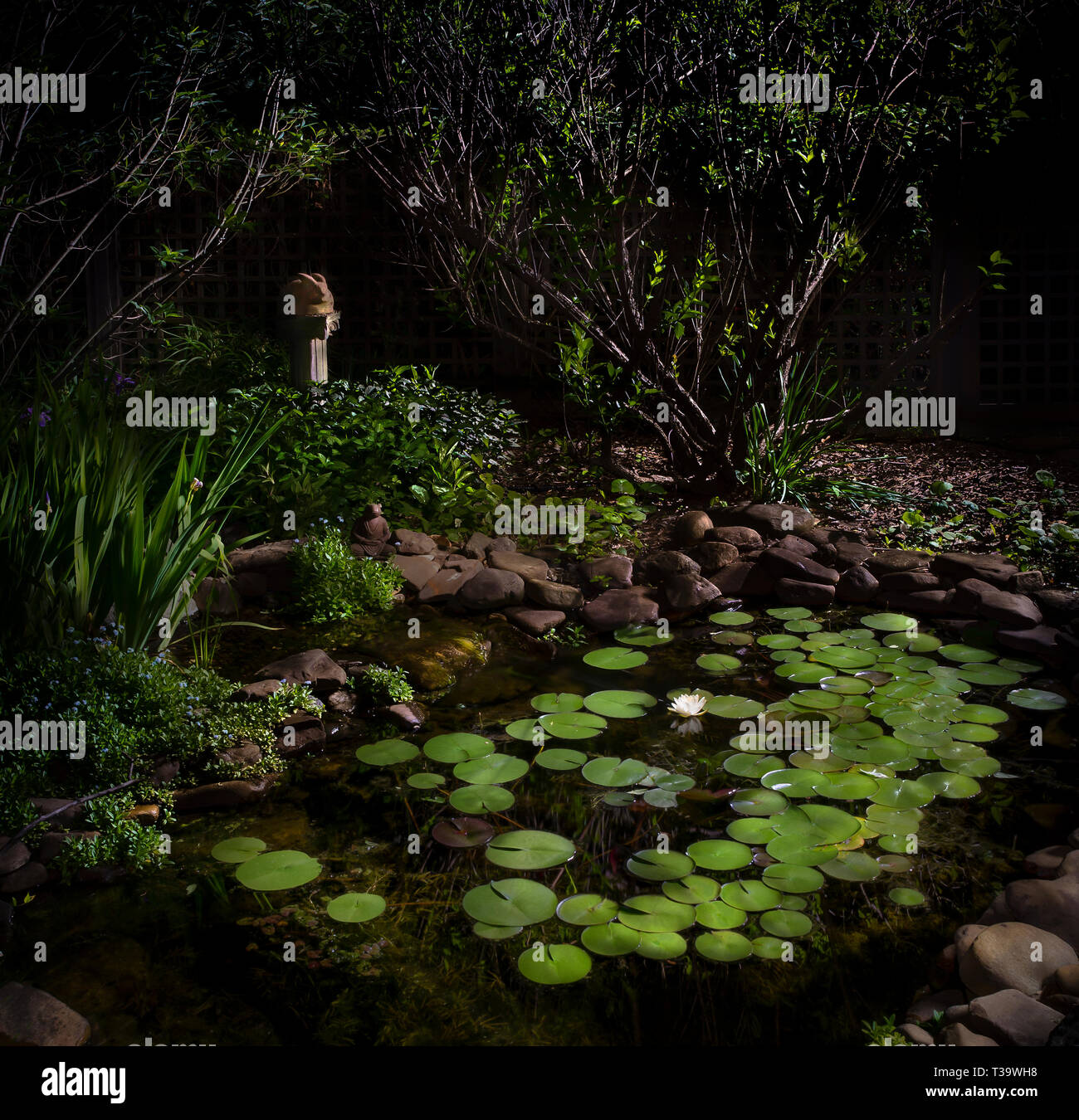 Backyard pond at night, with blooming fragrant North American white ...