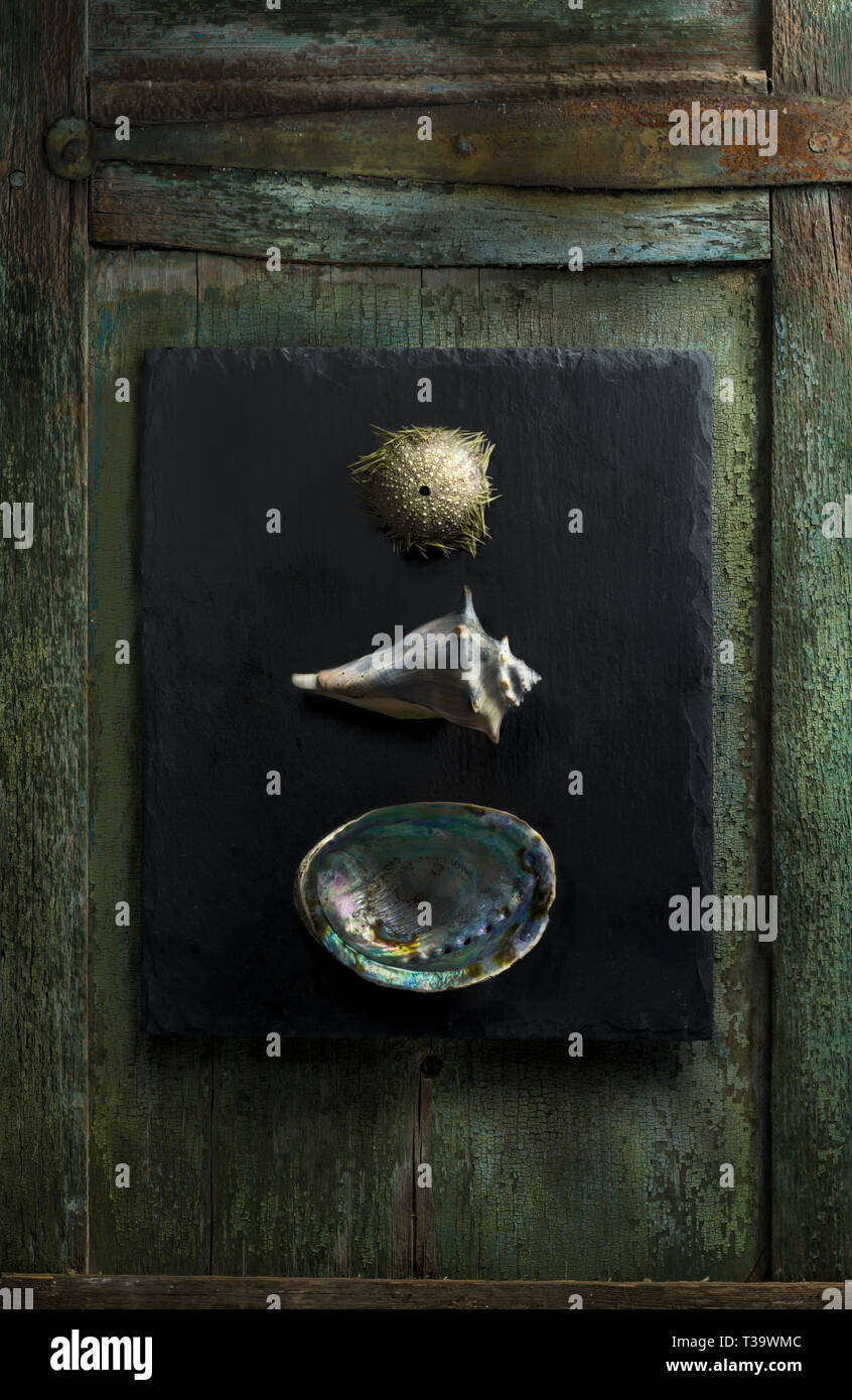 Still life of sea urchin and sea shells on old slate slab and old ...