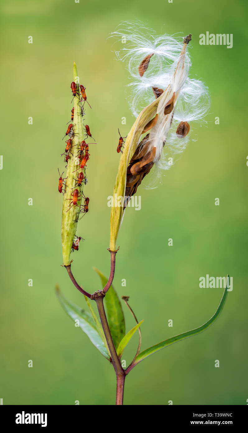 Milkweed bug nymphs (Oncopeltus fasciatus) feeding on seed pod of swamp ...