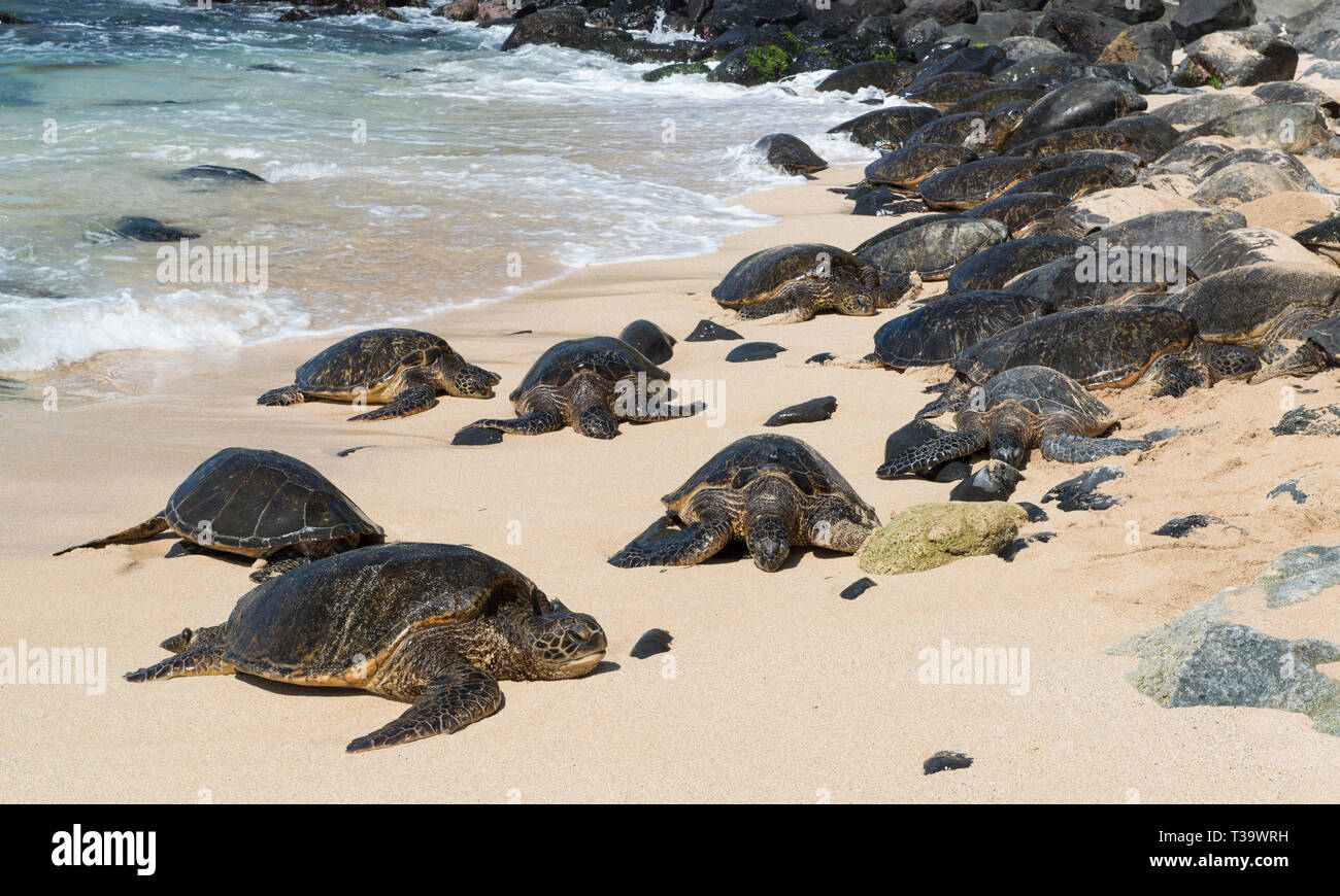 Green sea turtles (Chelonia mydas) basking on a beach in Ho'okipa Beach ...