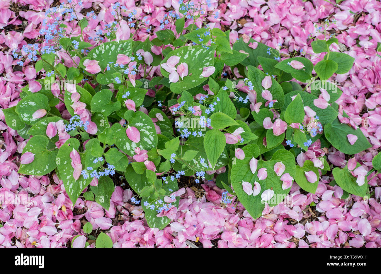 Fallen petals from pink crabapple tree on brunnera plant in garden in ...