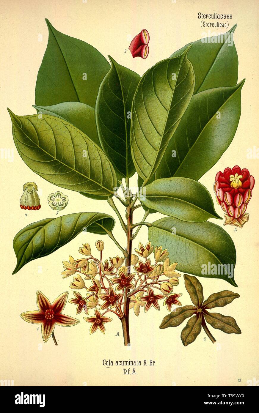 Beautiful vintage hand drawn illustrations of plants and flowers from ...