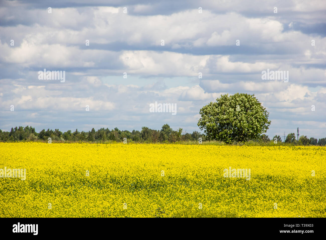 Summer landscape in the field. Field of yellow flowers and blue sky ...