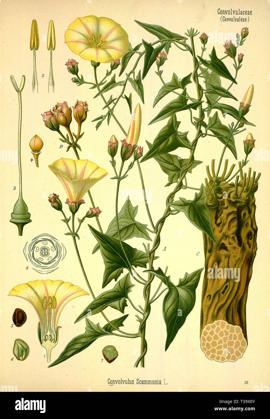 Beautiful vintage hand drawn illustrations of plants and flowers from ...