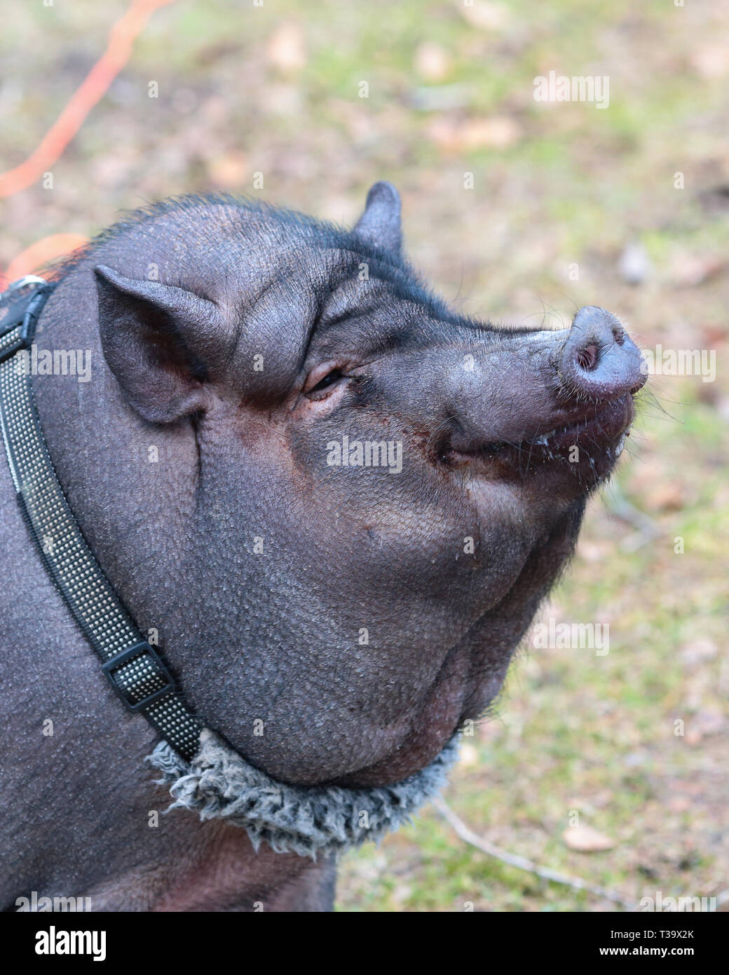 Vietnamese pot-bellied pig portrait Stock Photo - Alamy
