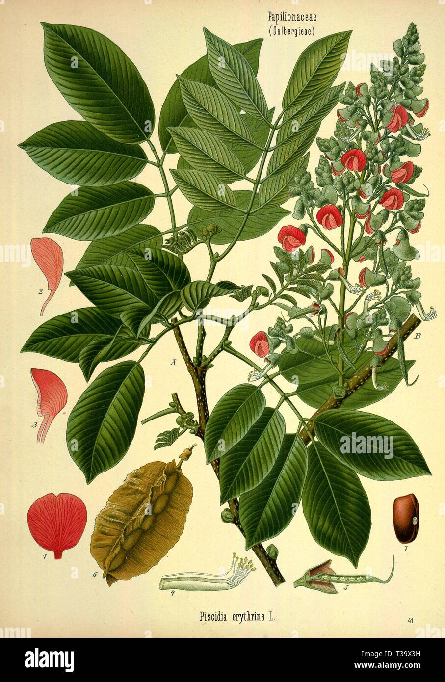 Beautiful vintage hand drawn illustrations of plants and flowers from ...