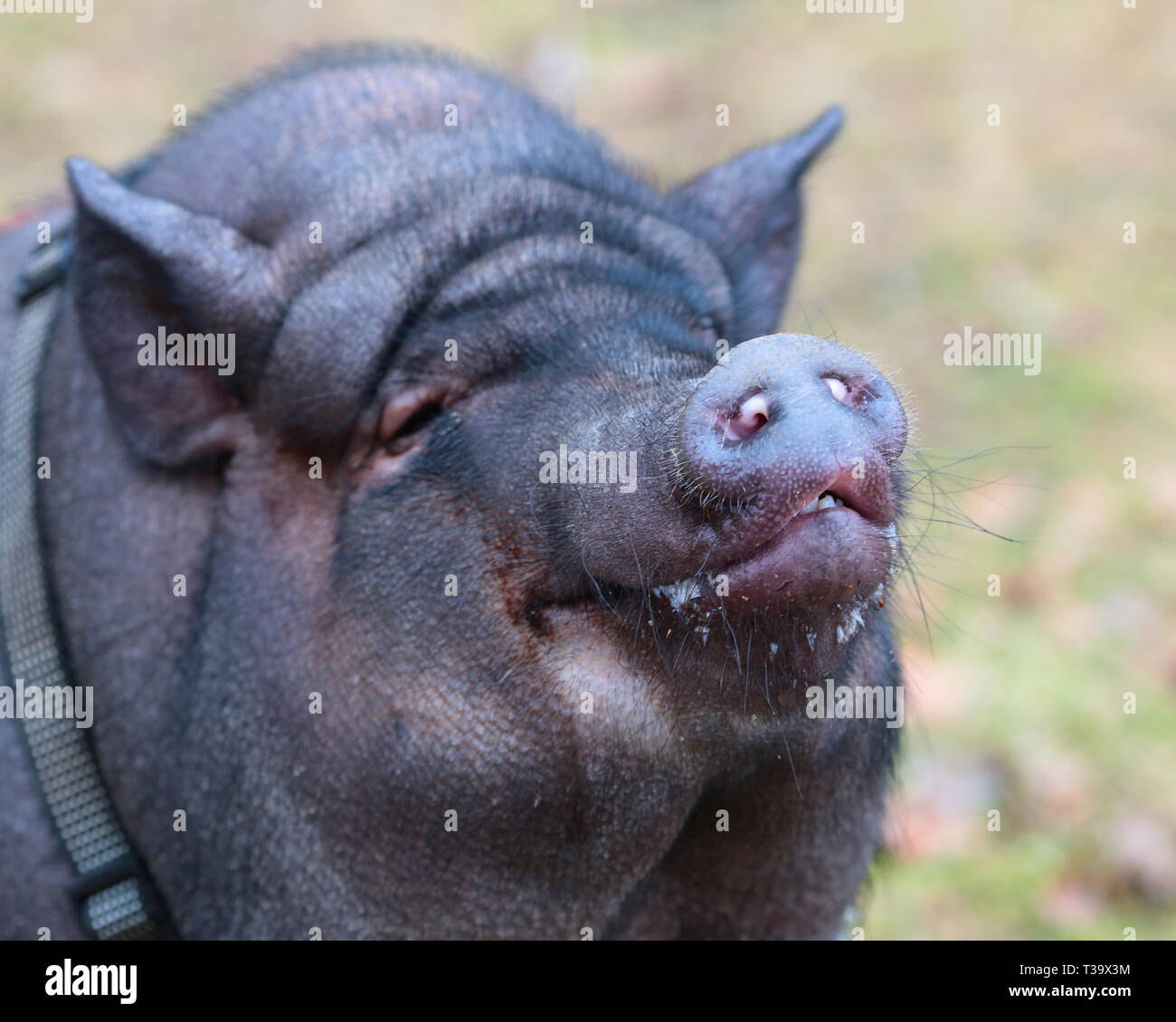 Vietnamese pot-bellied pig portrait Stock Photo - Alamy