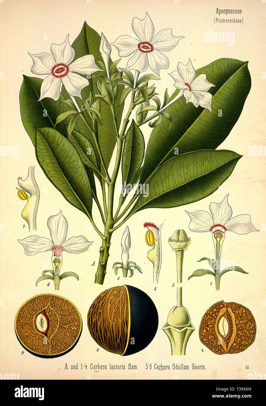 Beautiful vintage hand drawn illustrations of plants and flowers from ...