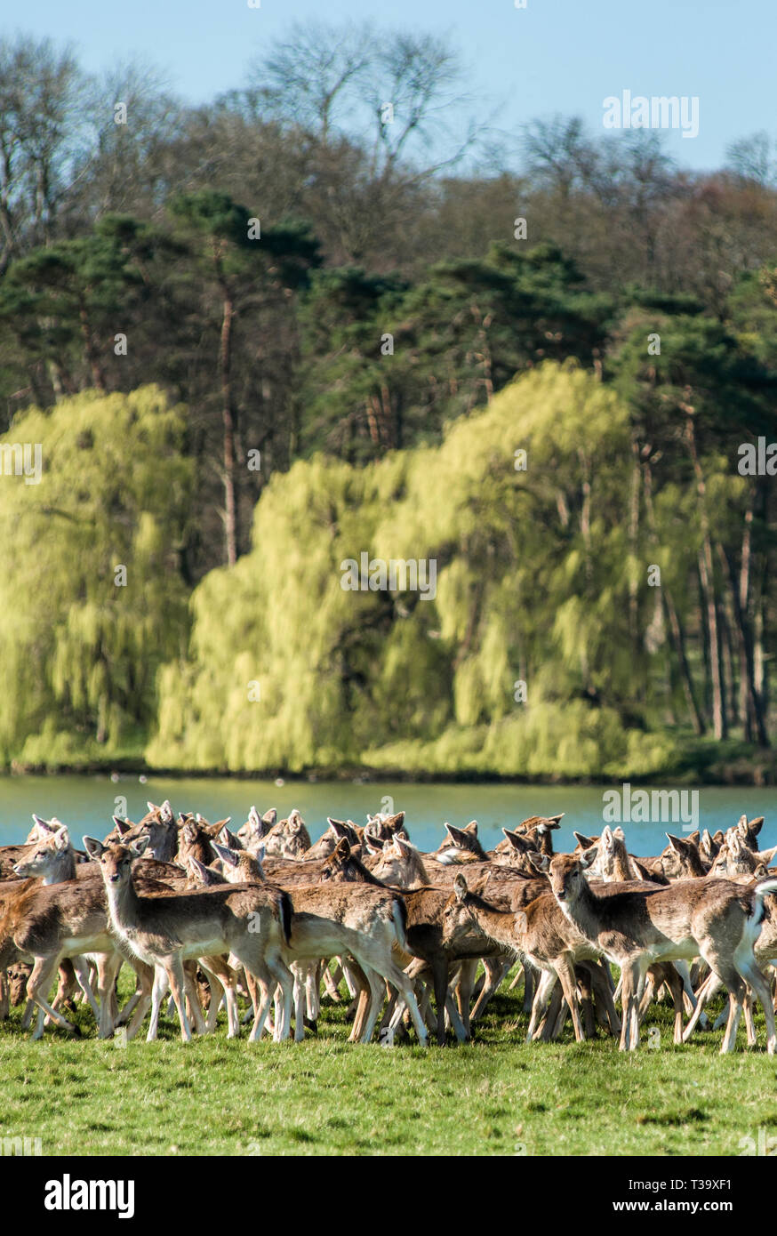 Herd of Fallow deer next to Holkham park lake, Holkham Hall, North ...