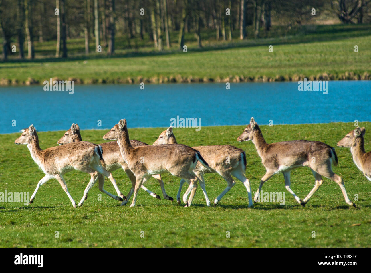 Fallow deer side view profile view hi-res stock photography and images ...
