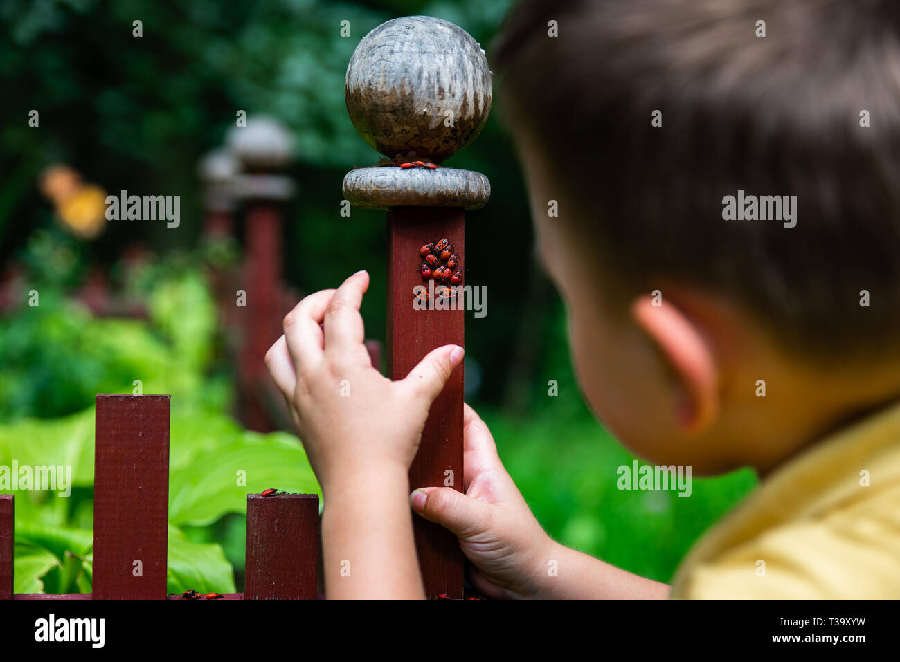 little kid playing with bugs. childhood curiosity. firebugs Stock Photo ...