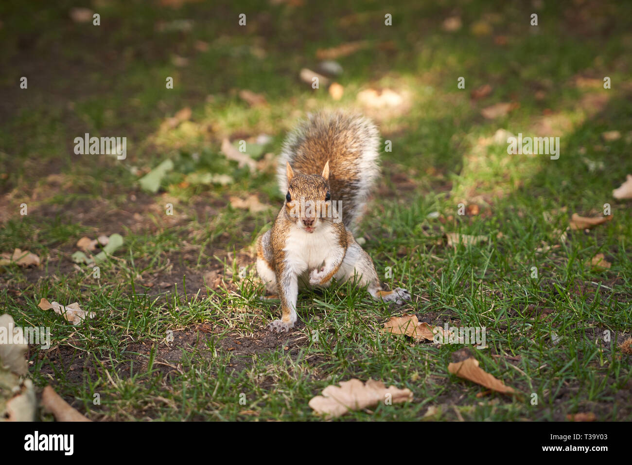 Grey squirrel in a park in London (UK) with leaves on the ground ...