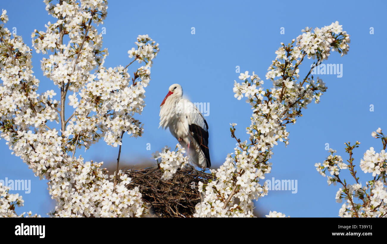 Storch im Nest, hoch über den Dächern der Stadt Stock Photo - Alamy