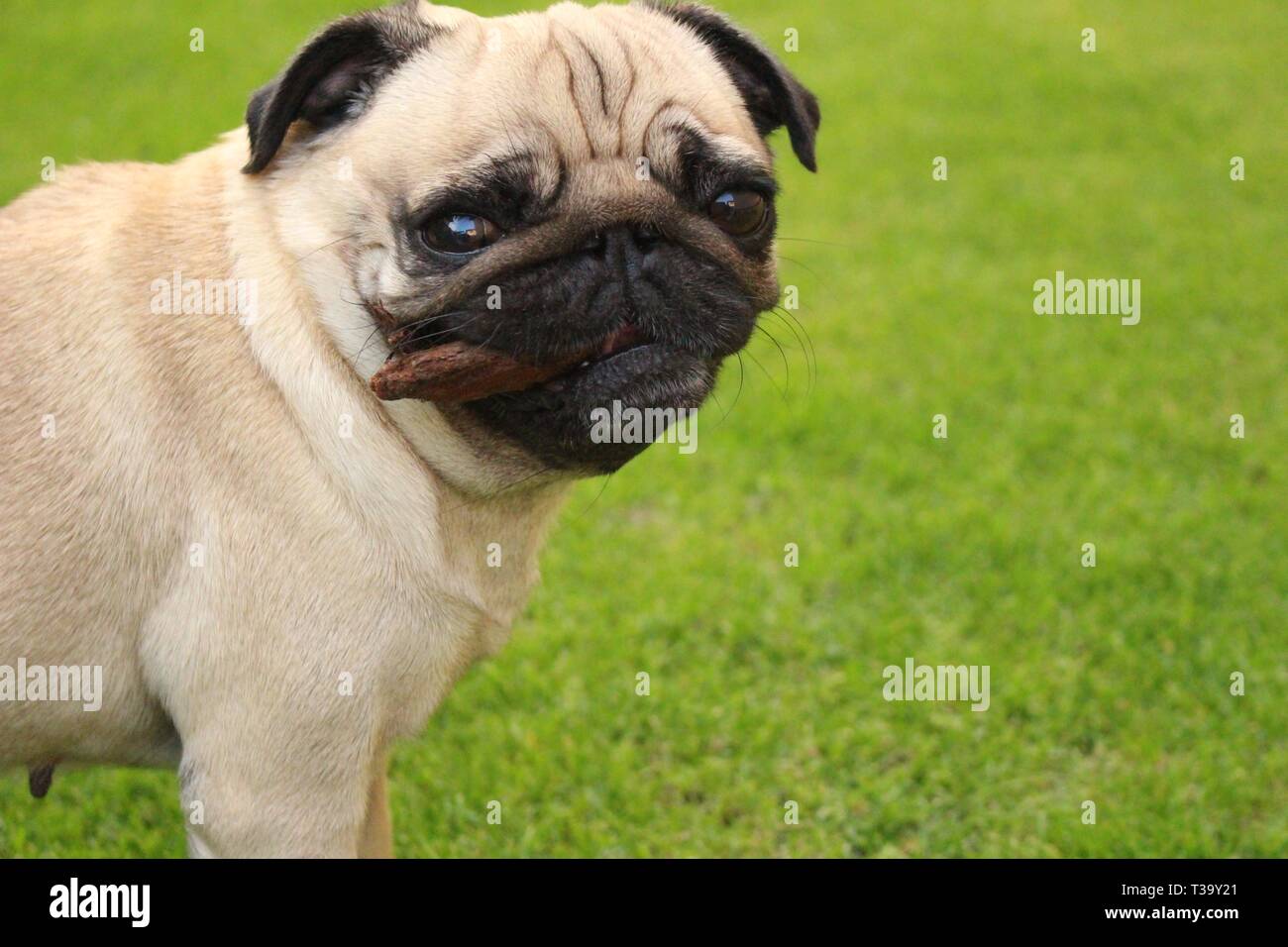 Pug on grass hi-res stock photography and images - Alamy