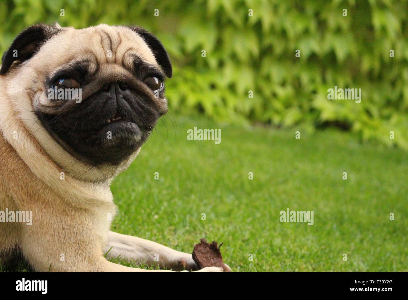 Pug on grass hi-res stock photography and images - Alamy