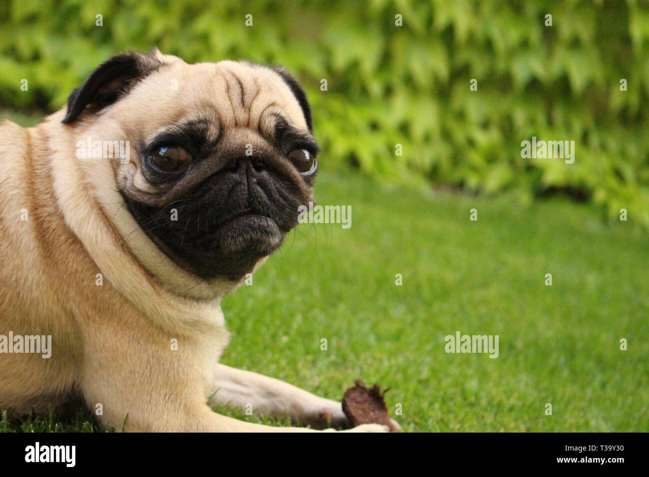 Pug puppy grass hi-res stock photography and images - Alamy