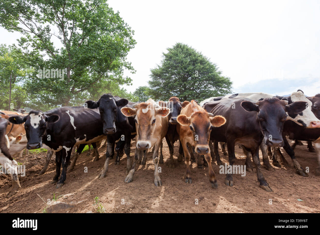 Cows standing together Stock Photo - Alamy