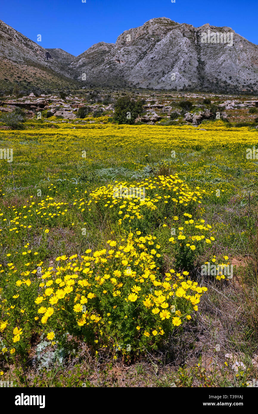 Mediterranean and south african flowers hi-res stock photography and ...