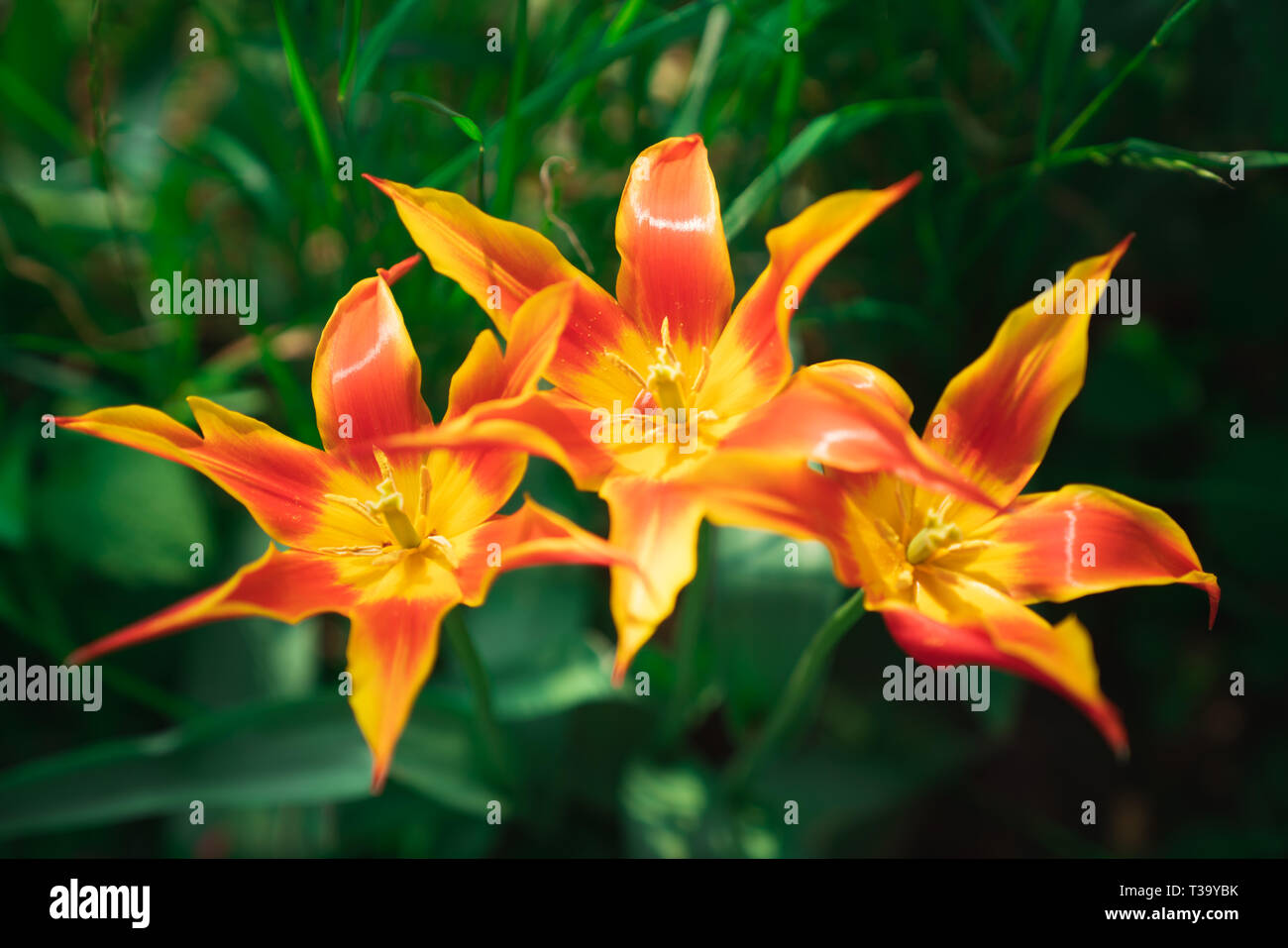 Three "Fly Away" Tulips or "Lily Flowered" Tulips at Josaphat Park of ...