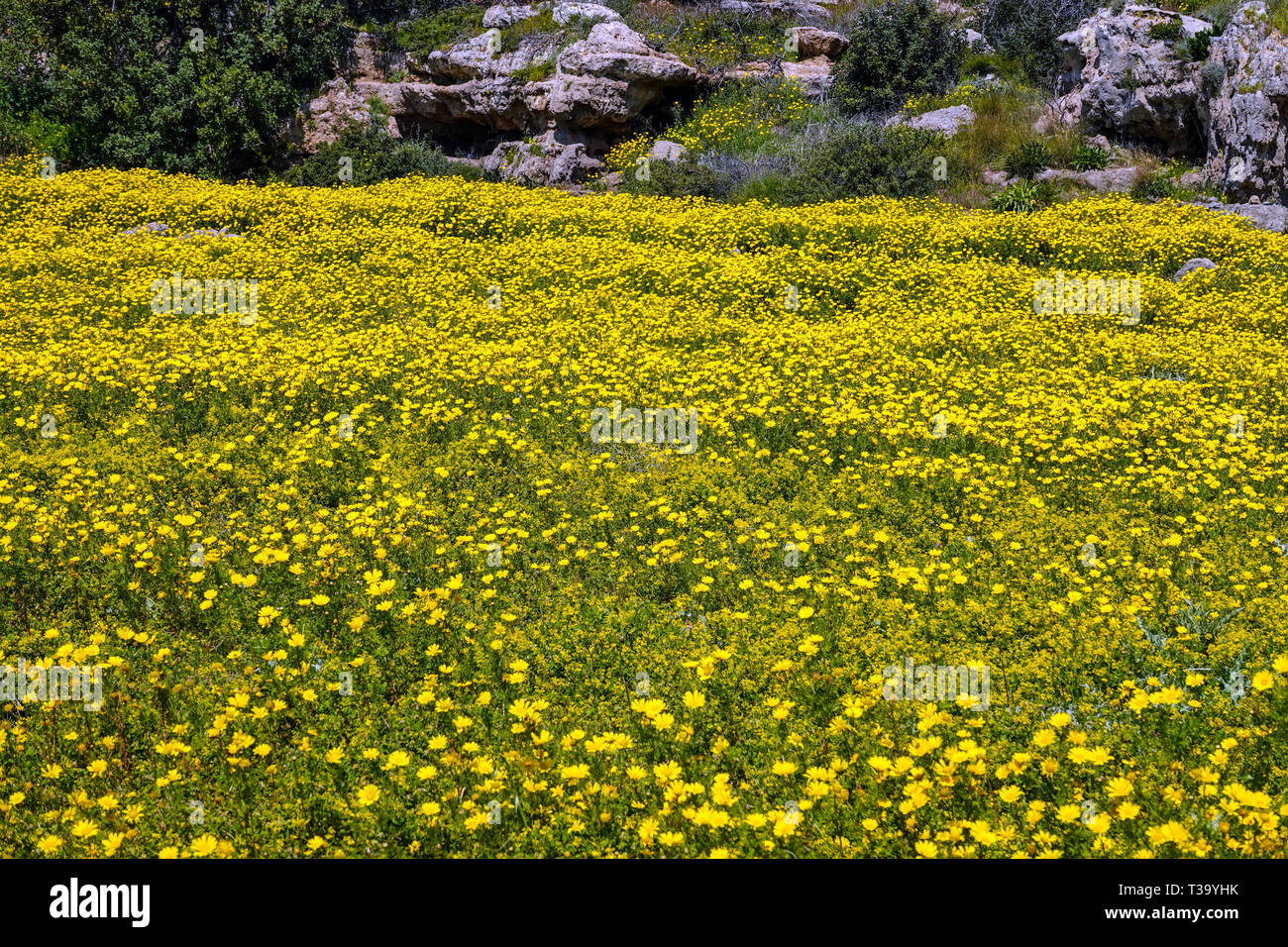 Yellow African daisy, daisies, Spring, springtime, Peleponnese, Greece ...