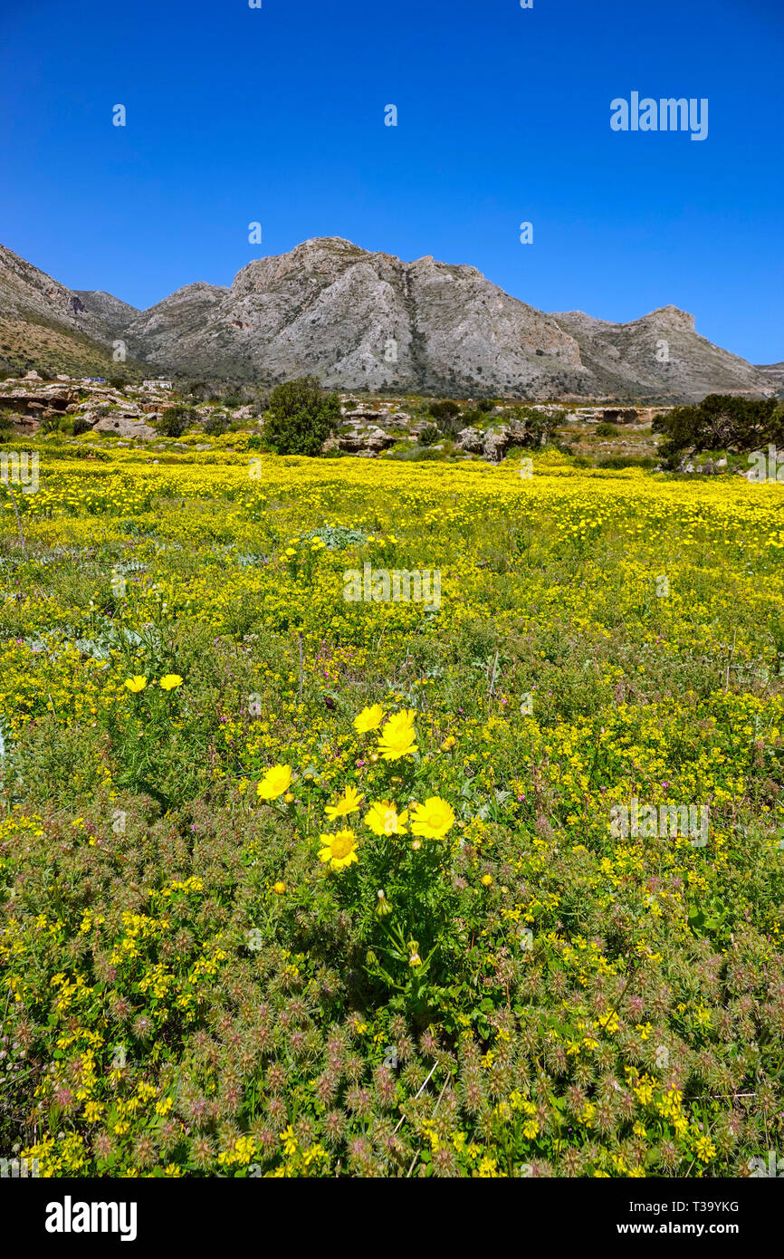 Mediterranean and south african flowers hi-res stock photography and ...