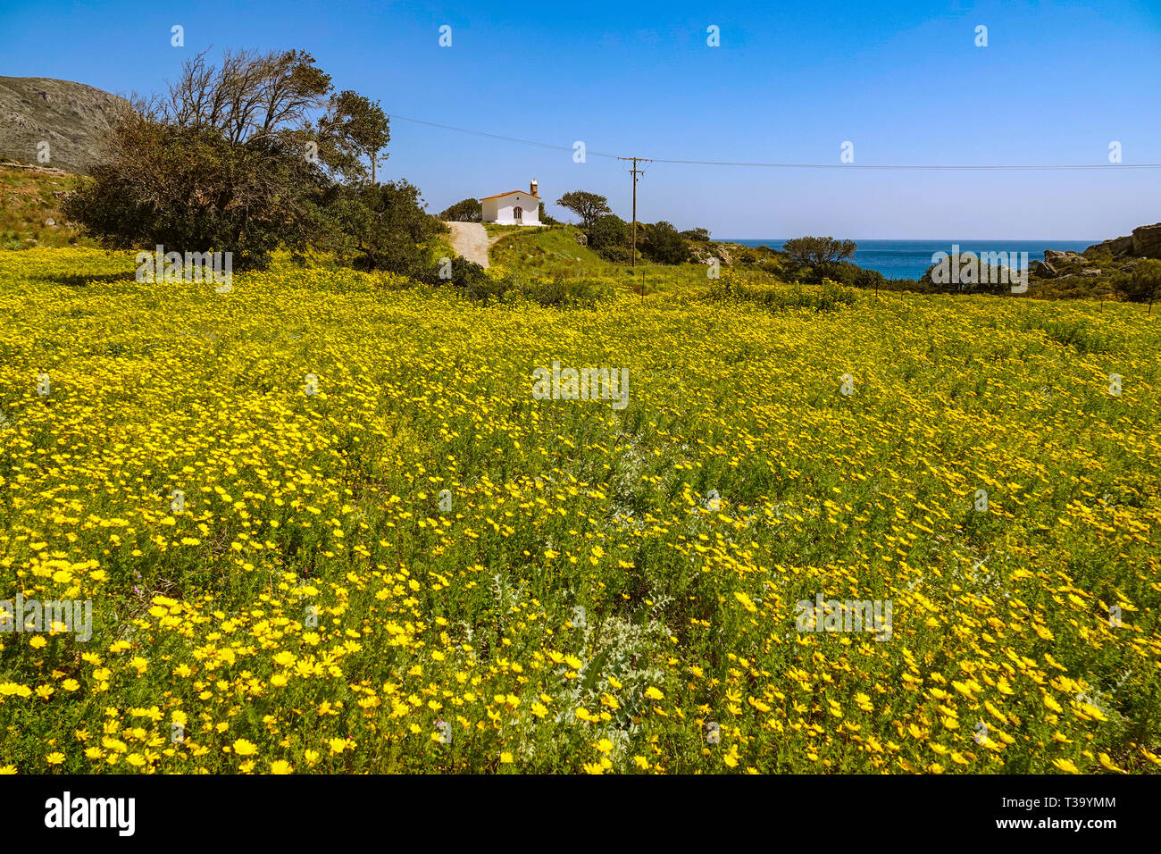 Small white daisy flowers hi-res stock photography and images - Alamy