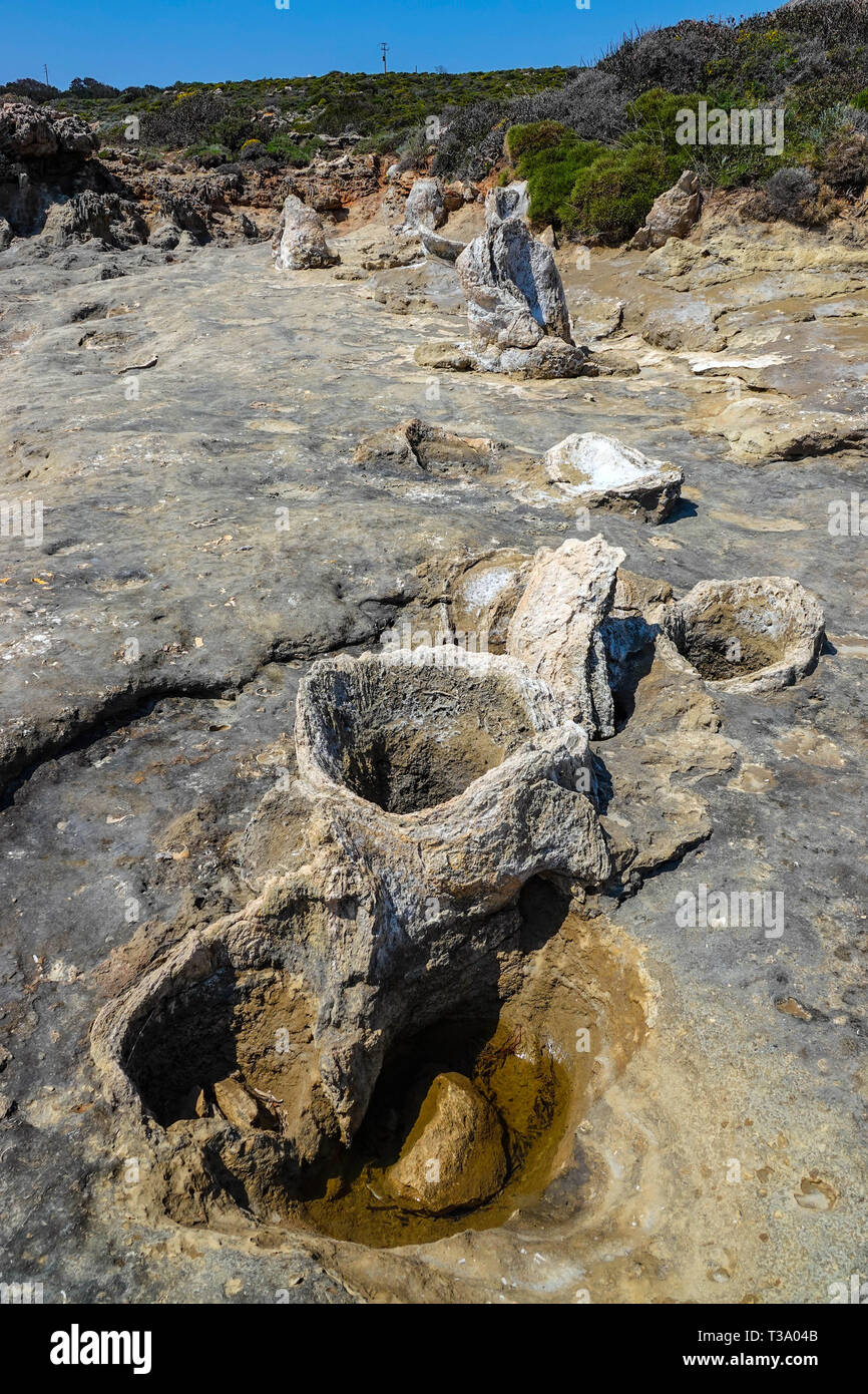 The petrified palm forest of the coastal zone of Agios Nikolaos, near ...