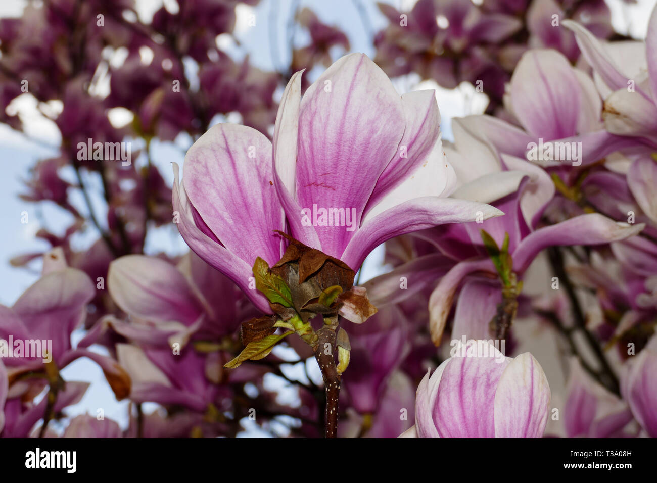 Lila arten hi-res stock photography and images - Alamy