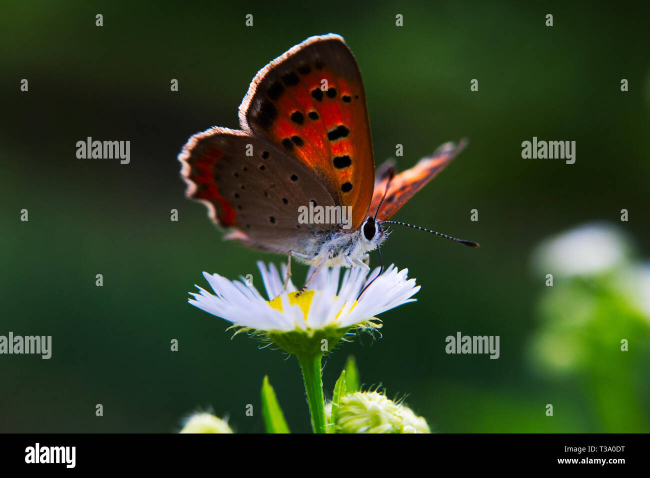 Macro Photography Of Butterfly High Resolution Stock Photography and ...