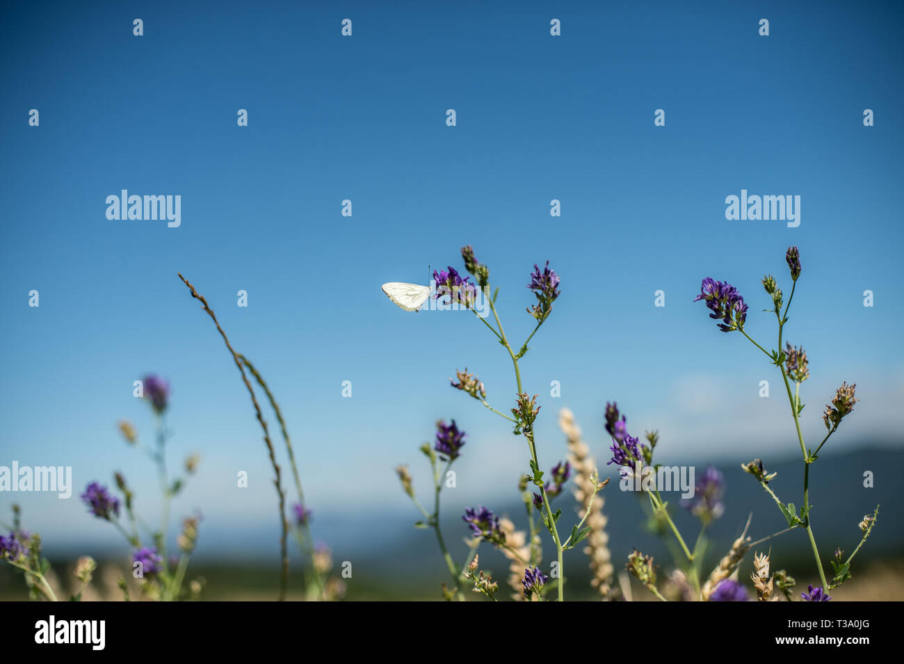 Korn Flower Stock Photos & Korn Flower Stock Images - Alamy