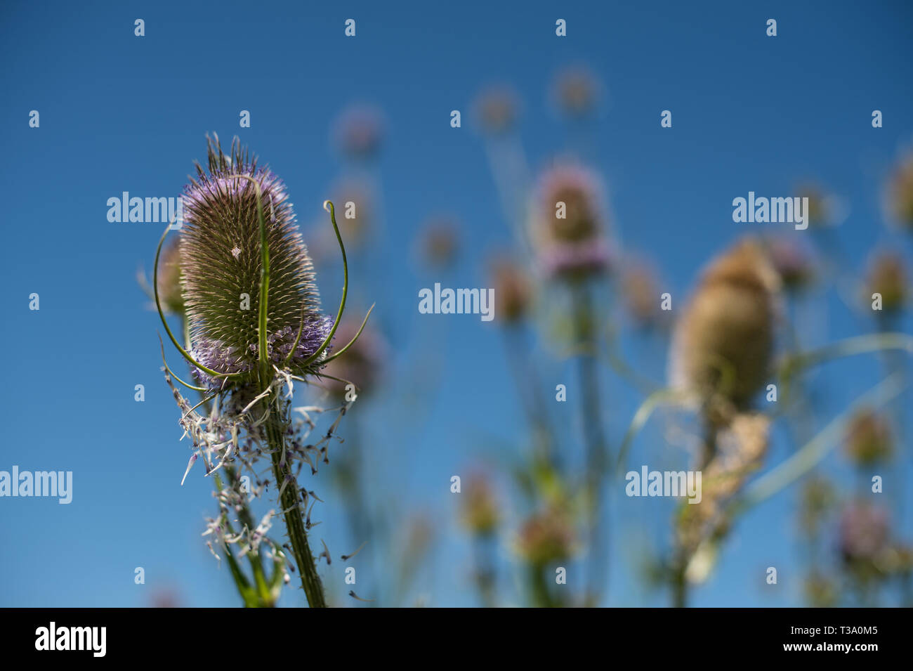 Distel thistle hi-res stock photography and images - Alamy