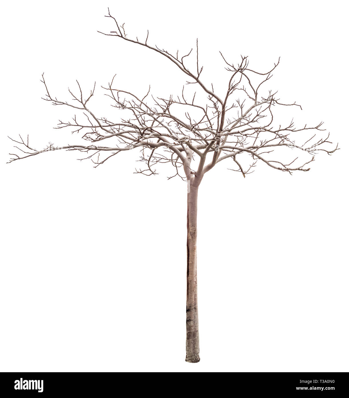 Dry tree without leaves isolated on white background with clipping path ...