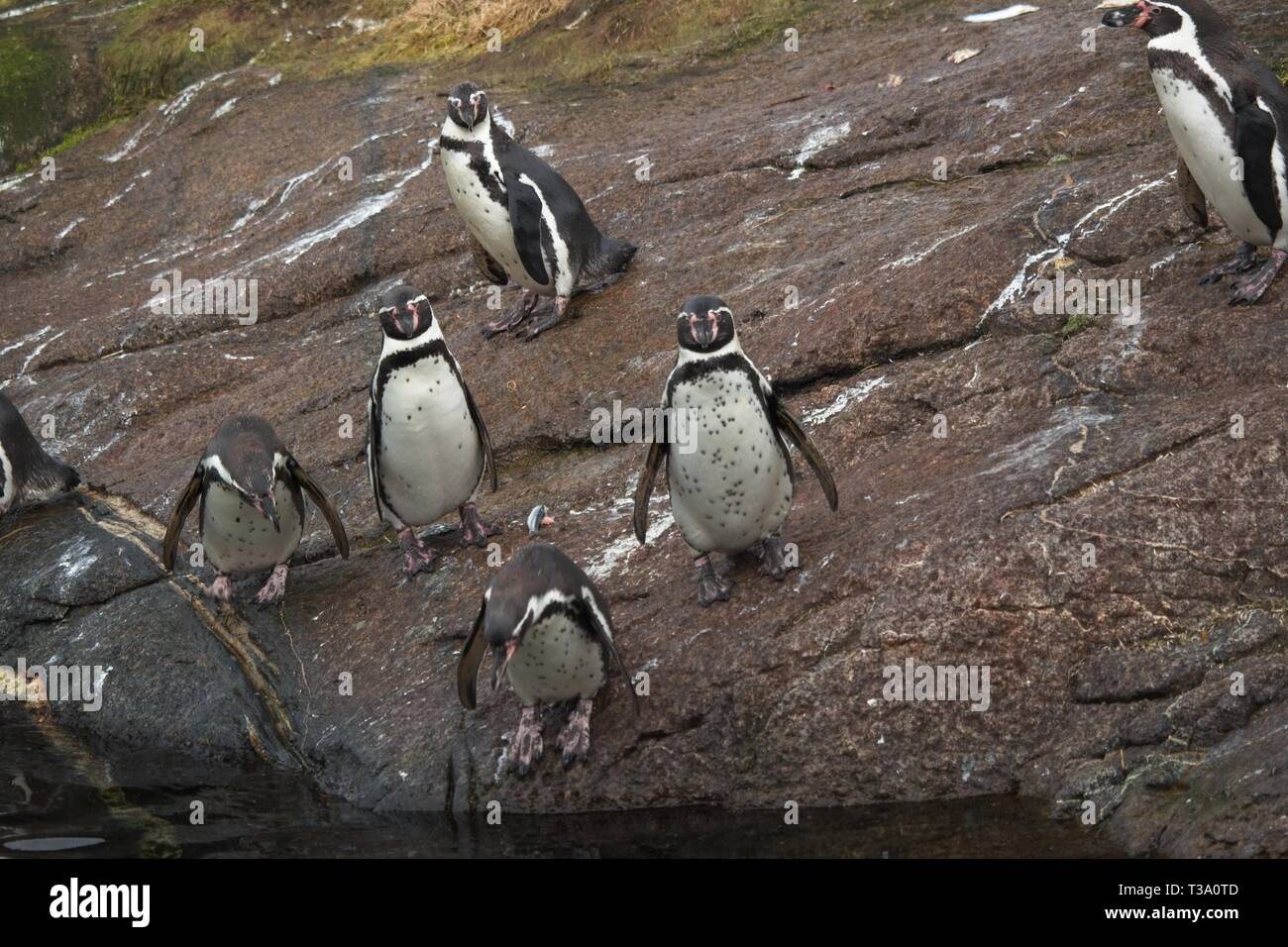 Penguins walking on rocks Stock Photo - Alamy