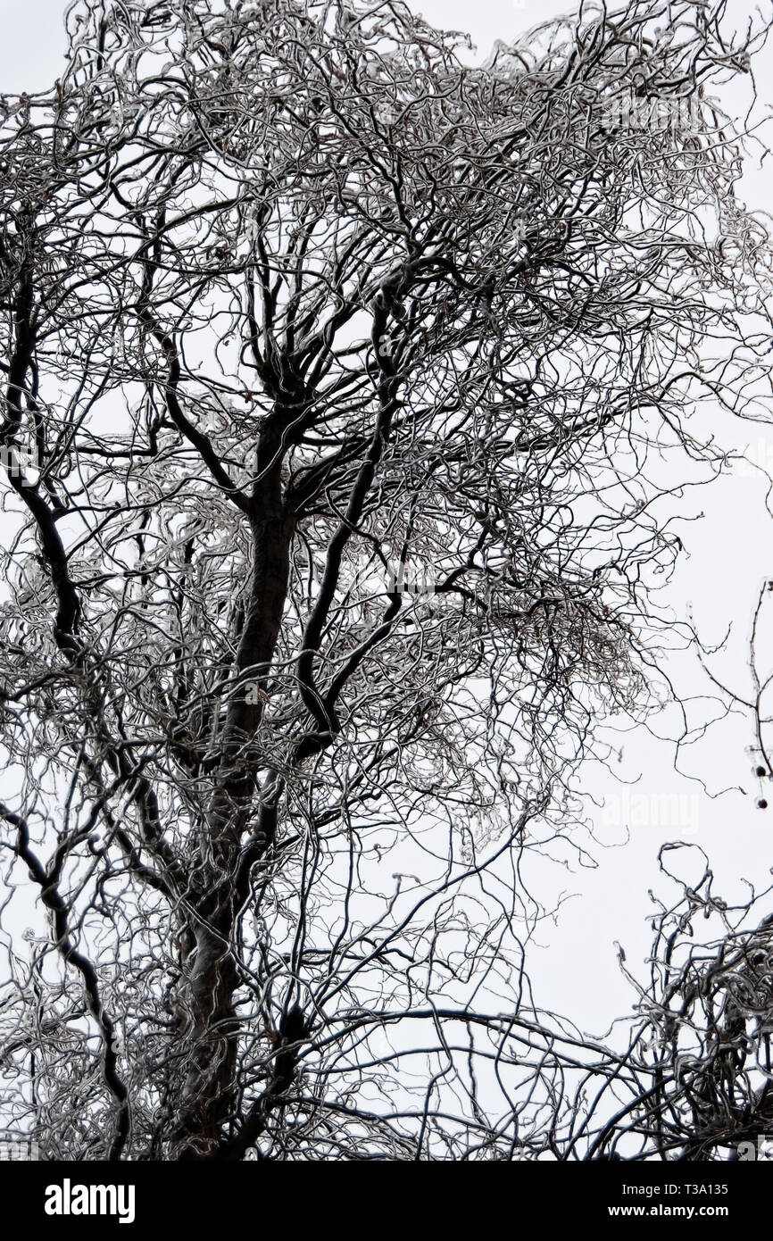 Twisted Willow Tree High Resolution Stock Photography and Images - Alamy