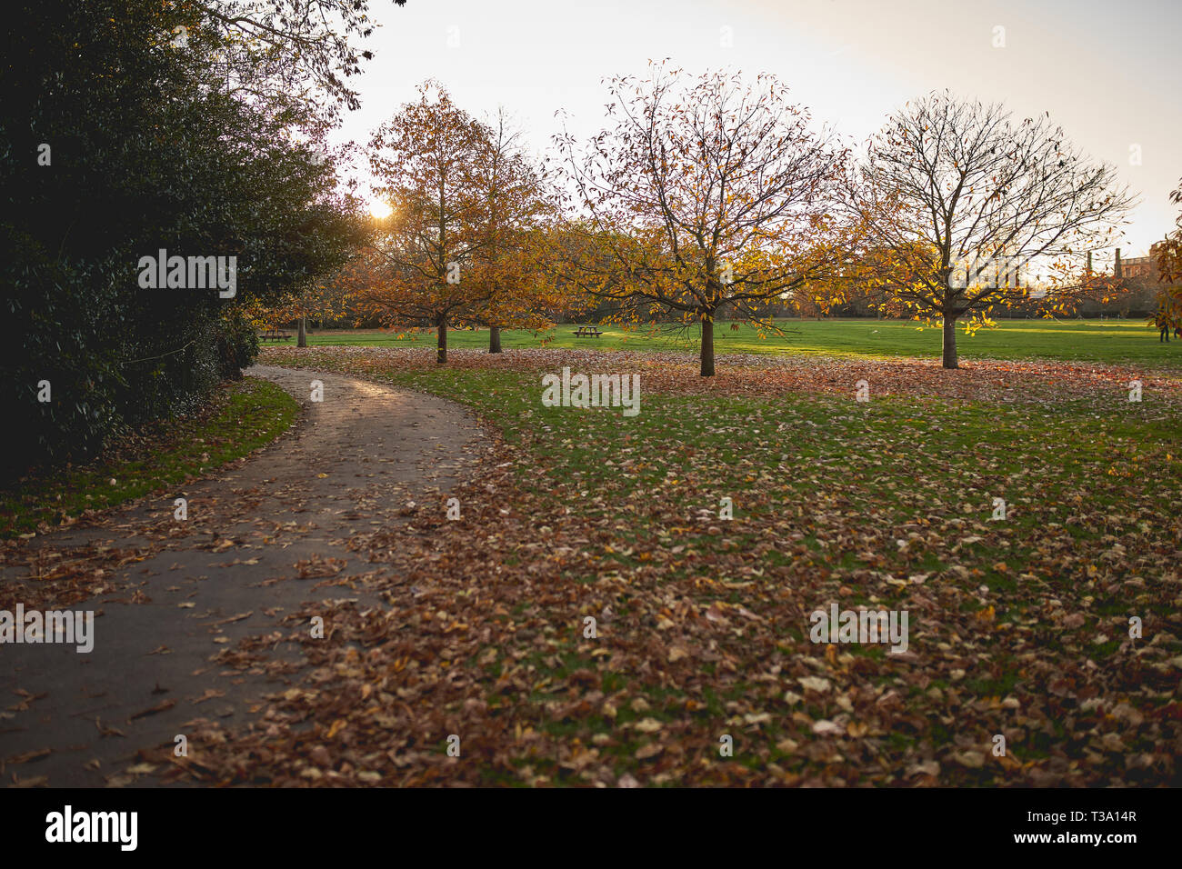 An empty park in London during a sunset in Autumn with foliage. Season ...